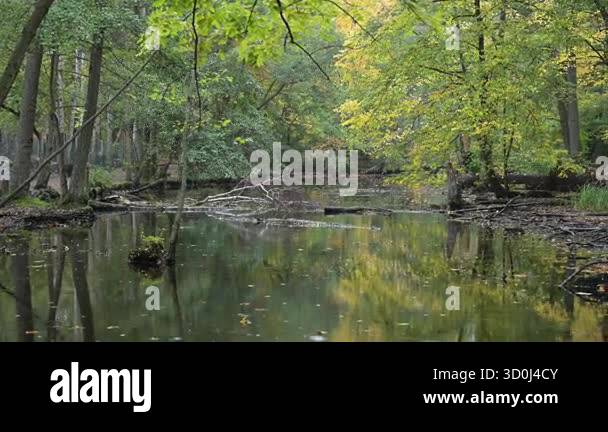 High-quality 4K wide view of a serene river in a deep forest during ...