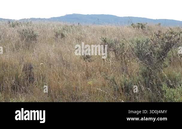 field of dry, tall prairie grass and sagebrush with a distant blue ...
