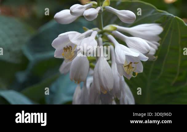 Hosta funkia plantain lilies Stock Videos & Footage - HD and 4K Video ...