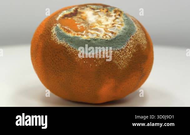 Rotten mandarin. Tangerine covered with mold. Rotten citrus fruit ...