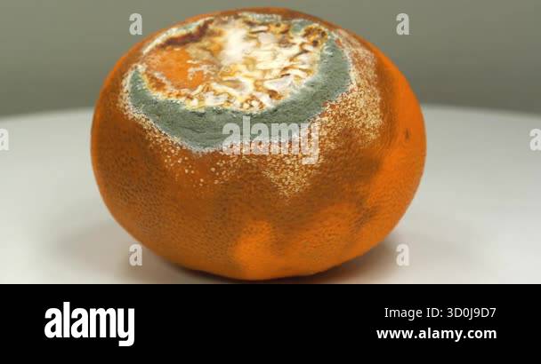 Citrus mold Stock Videos & Footage - HD and 4K Video Clips - Alamy