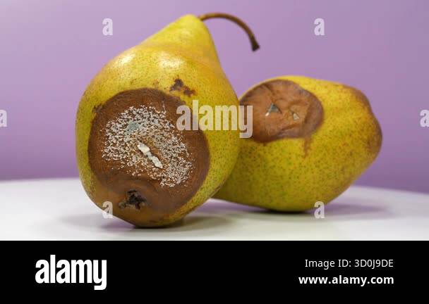 Rotten fruits, overripe and rotten pears. Pears covered with mold on ...