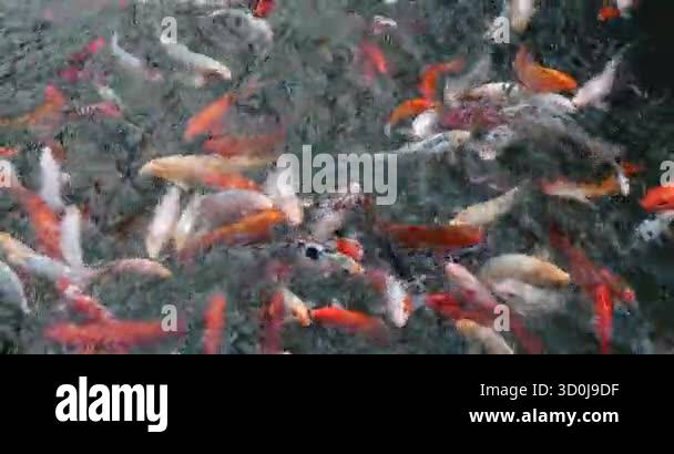Motley Koi, fancy carps fish active swims in pond in dark water Stock ...