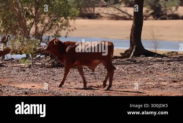 Landscape australian river Stock Videos & Footage - HD and 4K Video ...