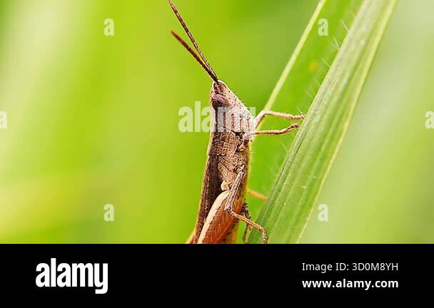 Grasshopper parasite Stock Videos & Footage - HD and 4K Video Clips - Alamy