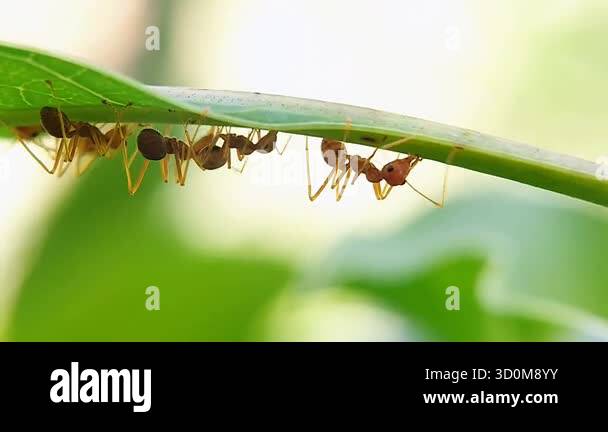 Macro Close-up of Weaver Ants (Oecophylla spp.) Marching Underneath a ...