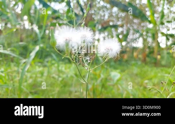 A calming 4K slow-motion video highlighting the beauty of dandelion ...