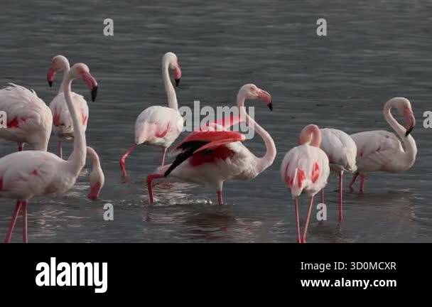 Angry Greater Flamingo flaps its wings to make room for itself in the ...