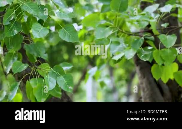 Green Bodhi tree leaves swaying on the branch with natural sunlight ...