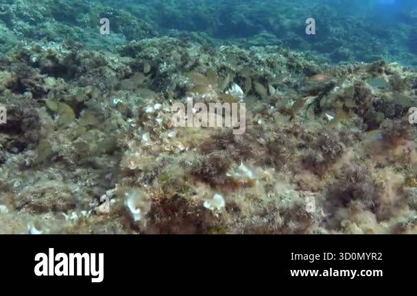 Yellow banded fish shoal -salema- in shallow sea water Stock Video ...