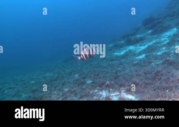 Fish underwater imperial bream swimming Stock Videos & Footage - HD and ...