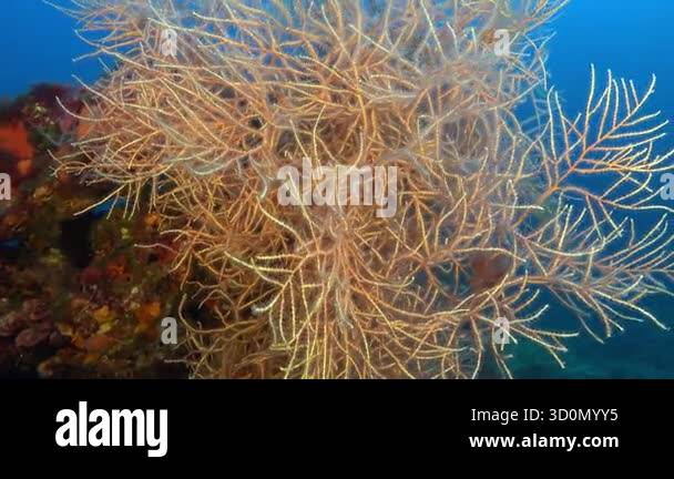 Gorgonian -soft coral- in clean sea water Stock Video Footage - Alamy