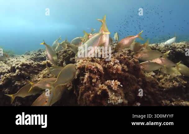 Goldbanded fish shoal -salema fish- in a Mediterranean reef Stock Video ...