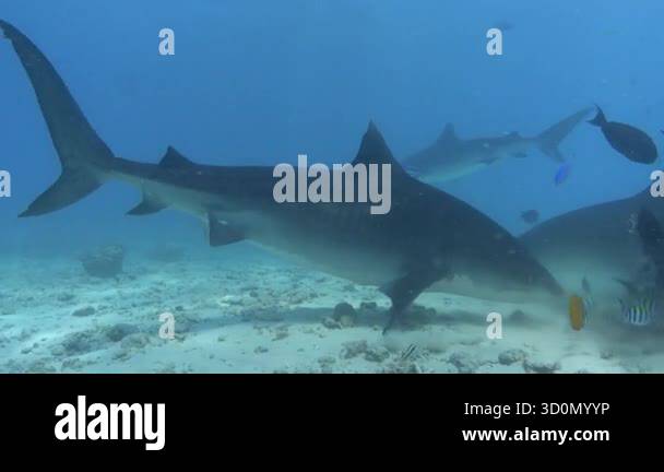 Wildlife underwater - Tiger sharks close to the camera Stock Video ...