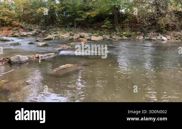 Clear shallow river flowing gently among trees with small rapids and ...