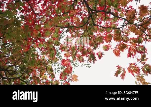 A colorful canopy of red, orange, and green maple leaves moves softly ...