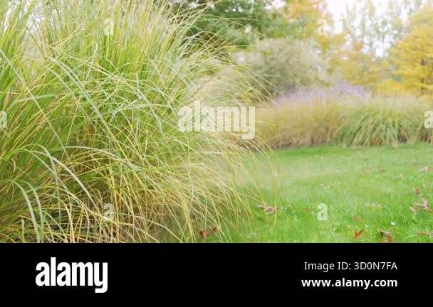 Tall ornamental grass waves softly in the wind under a pale autumn sky ...