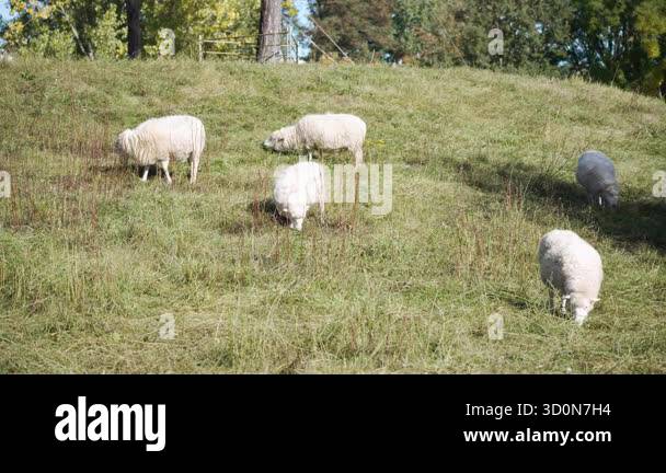 Sheep Grazing on Hill. A group of white sheep graze peacefully on a ...