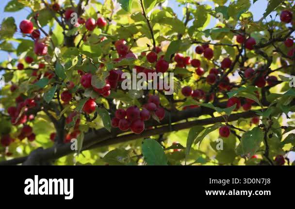 Red crabapples hang among green leaves in bright sunlight. The tree ...