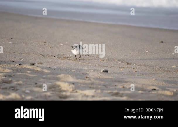 Marine runs across beach Stock Videos & Footage - HD and 4K Video Clips ...