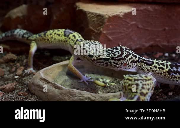 A family of leopard geckos, lizards kissing. Eublipharus Stock Video ...