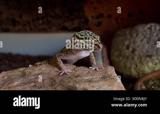 A leopard gecko lizard stands on a rock. Eublipharus Stock Video ...