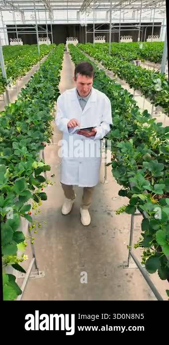 Agronomist in a white lab coat inspects rows of greenhouse crops using ...