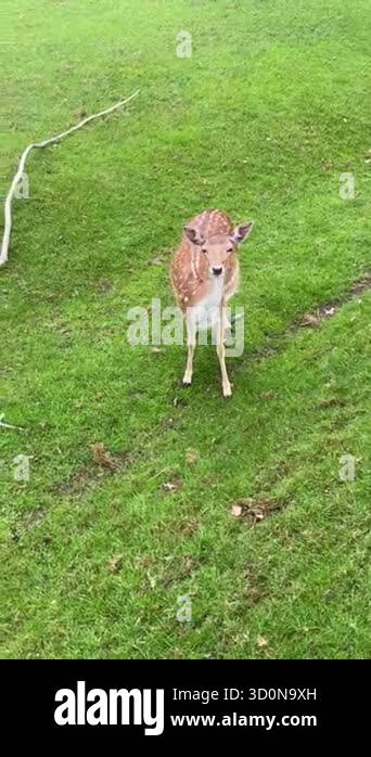 Spotted fawn standing edge Stock Videos & Footage - HD and 4K Video ...