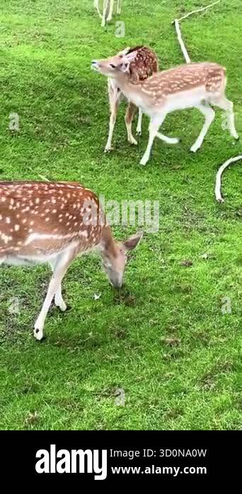 Young spotted fawns graze on green grass in a peaceful meadow. Wildlife ...