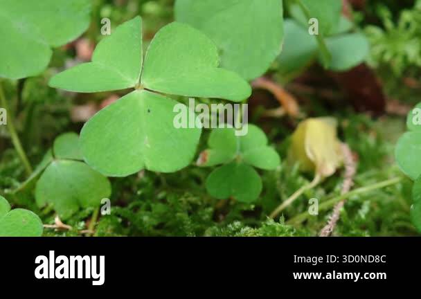 Verdant forest floor carpeted with green clovers, wood sorrel, and moss ...