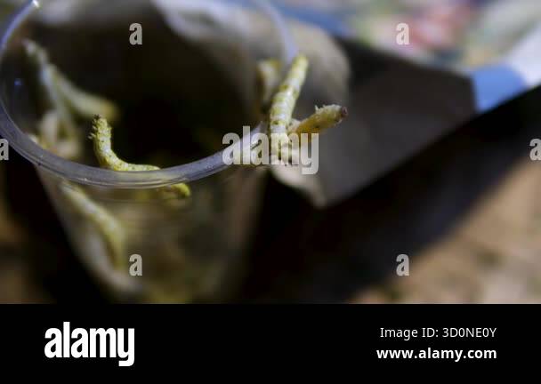 traditional silk production process carefully create silk fabric from ...