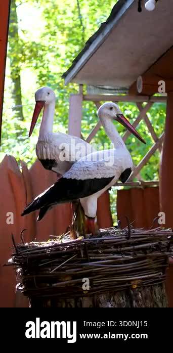 two cranes Statue of a white stork standing in garden with red beak ...