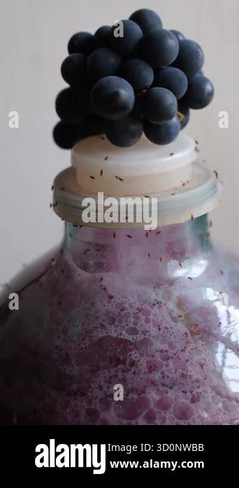 Glass fermenting jar filled with Red Grape Must turning into wine ...