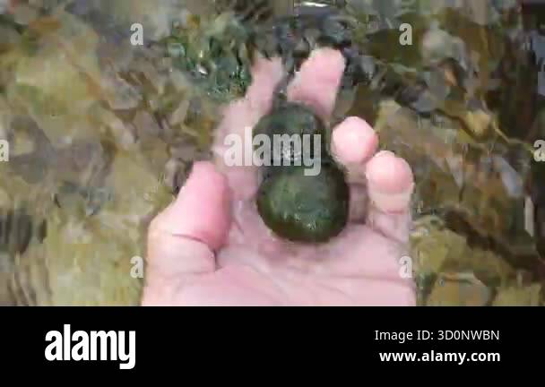 Moss balls algae in hand on the clean water background. The life of ...