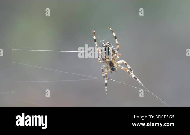 Close up spider moving legs Stock Videos & Footage - HD and 4K Video ...