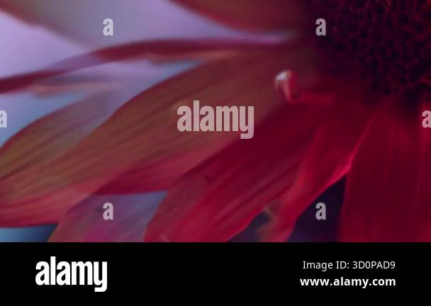 Blossom plant. Tropical texture. Defocused pink yellow neon color ...