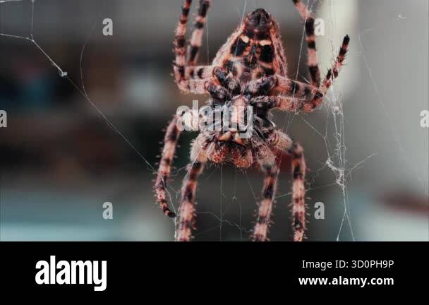 Close up of a spider sitting in its web, showing intricate details of ...