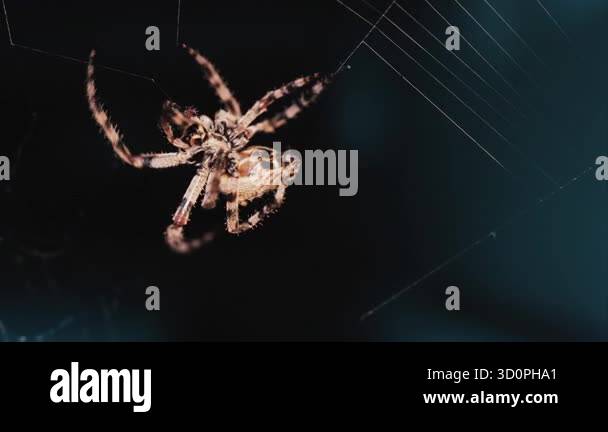 Close up of a spider sitting in its web, showing intricate details of ...