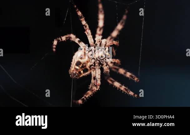 Close up of a spider sitting in its web, showing intricate details of ...