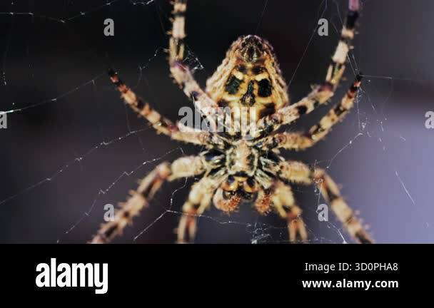 Close up of a spider sitting in its web, showing intricate details of ...