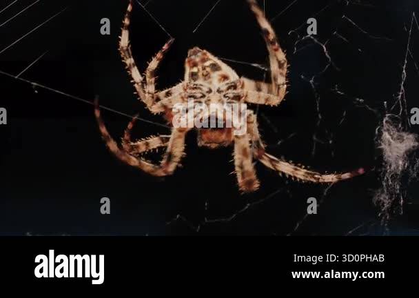 Close up of a spider sitting in its web, showing intricate details of ...