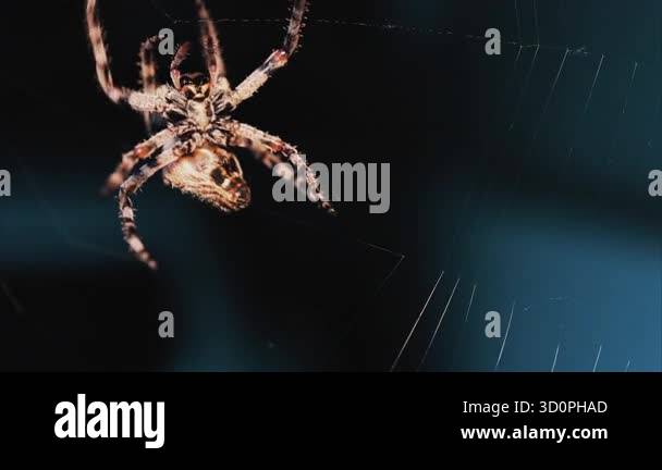 Close up of a spider sitting in its web, showing intricate details of ...