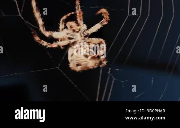 Close up of a spider sitting in its web, showing intricate details of ...