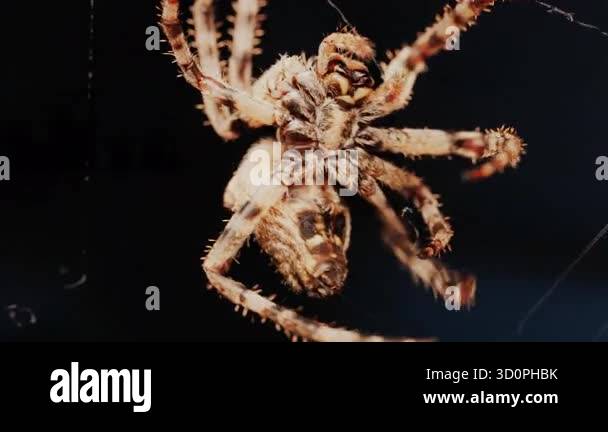 Close up of a spider sitting in its web, showing intricate details of ...