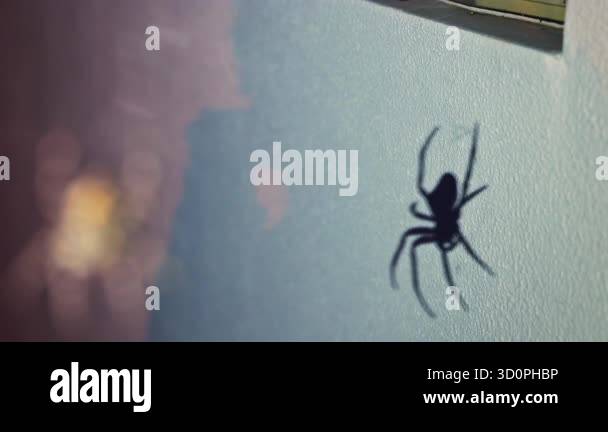 Close up of a spider sitting in its web, showing intricate details of ...