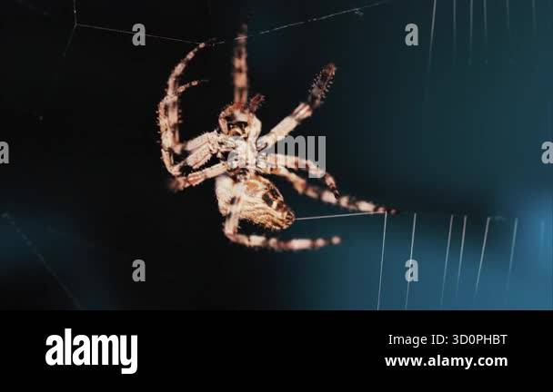 Close up of a spider sitting in its web, showing intricate details of ...