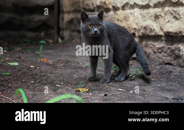 Grey British Shorthair cat standing outdoors in a garden near a stone ...