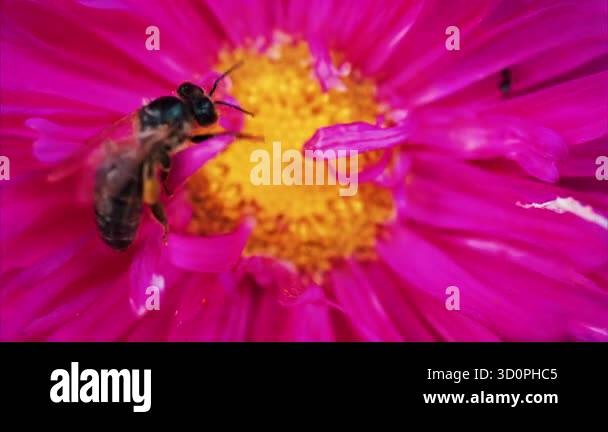 Vibrant close up of a bee collecting nectar on a bright pink flower in ...