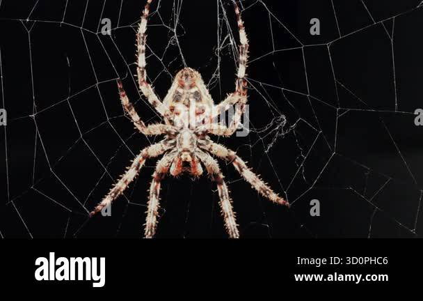 Close up of a spider sitting in its web, showing intricate details of ...