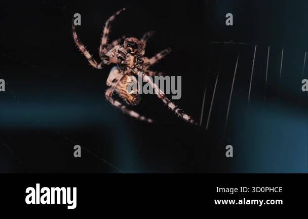 Close up of a spider sitting in its web, showing intricate details of ...